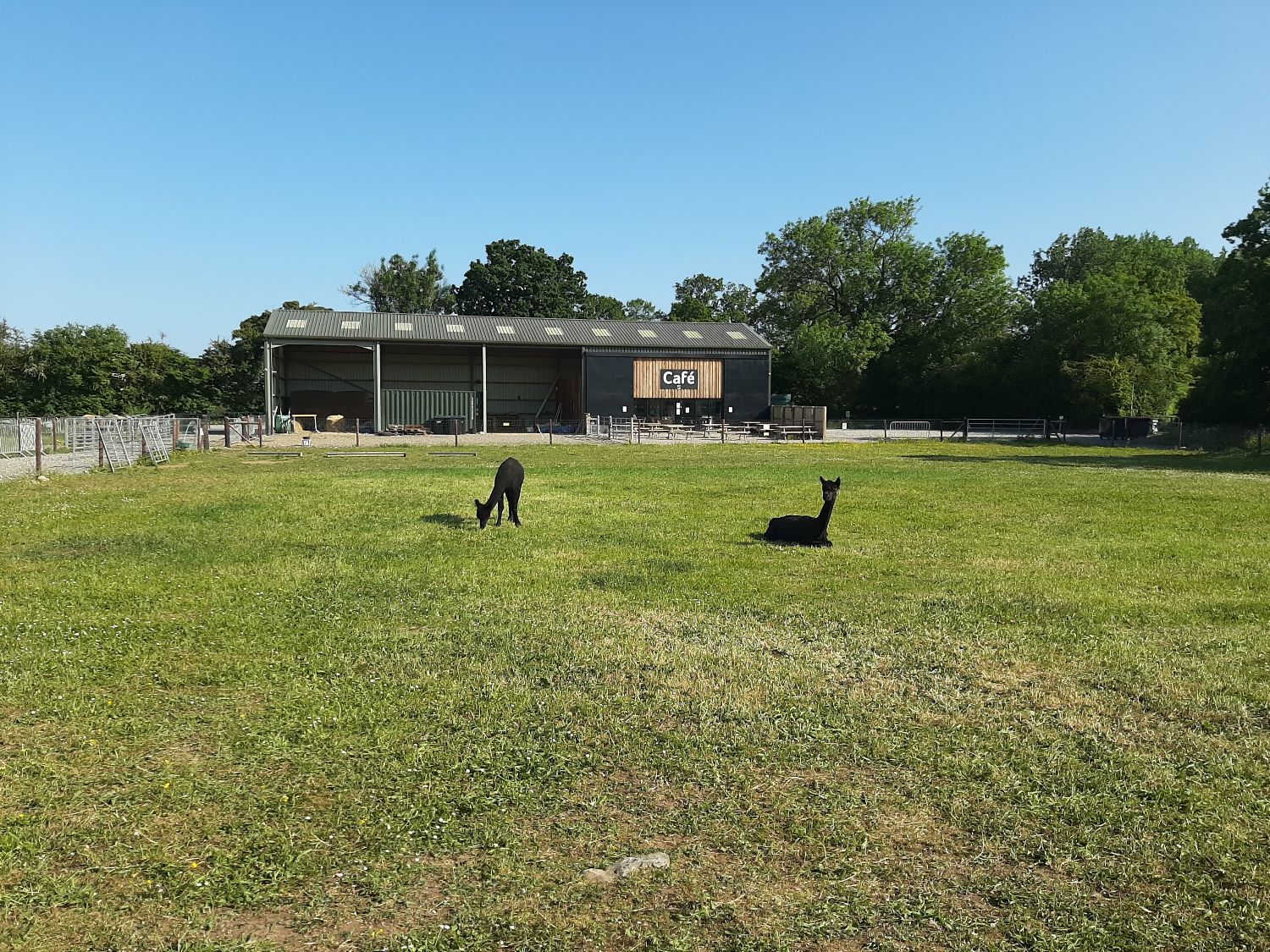 Wolfridge Alpaca Barn