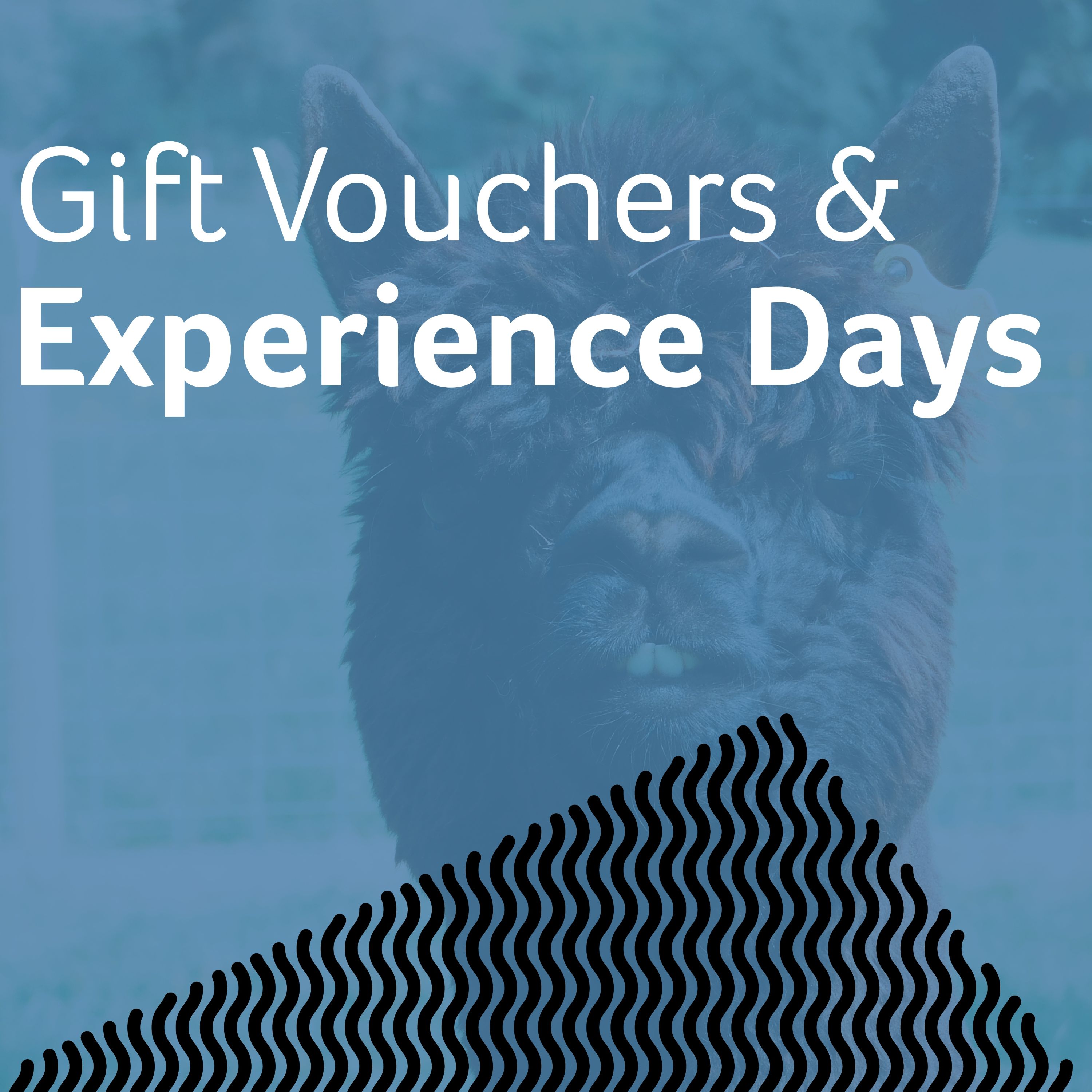Gift Vouchers And Experience Days » Home