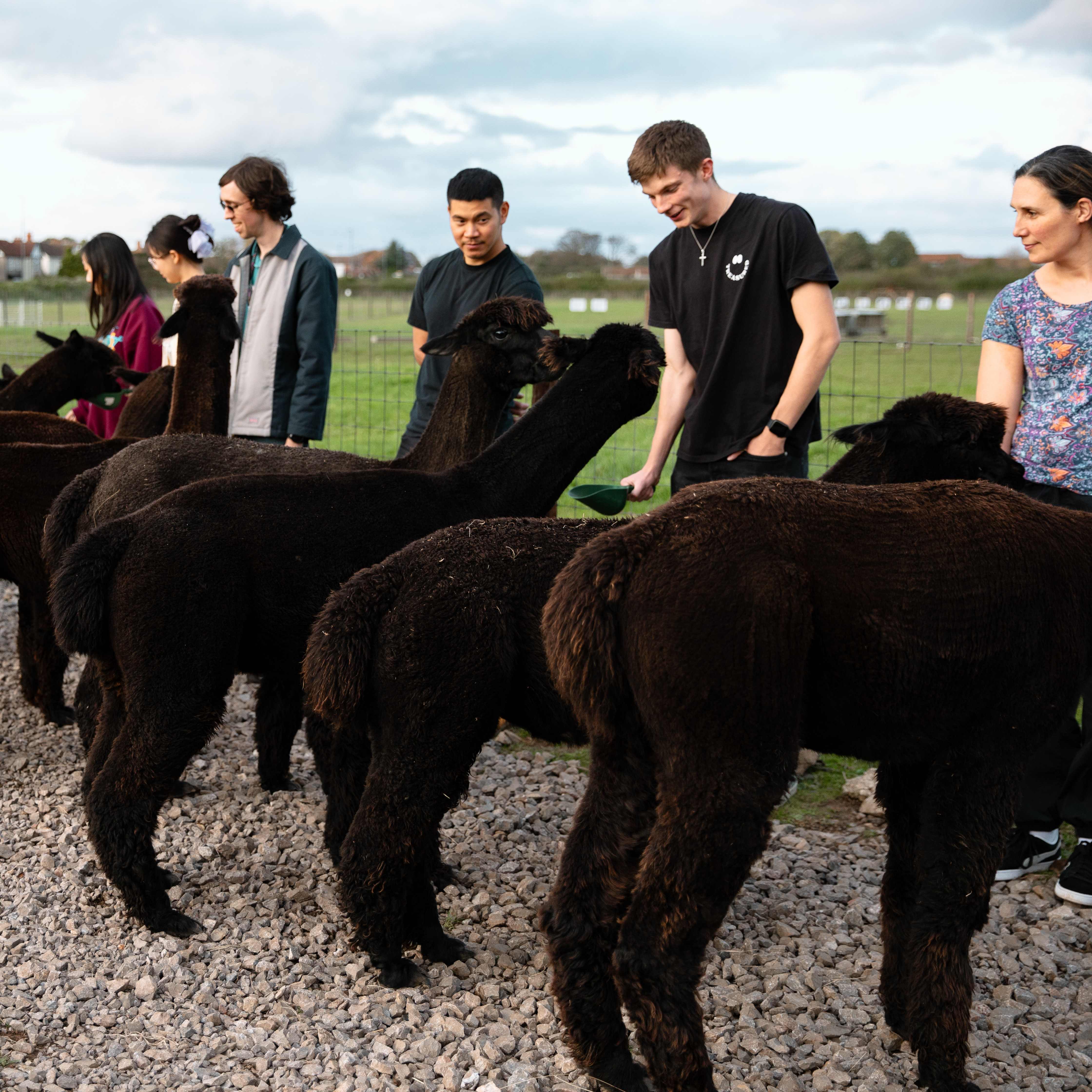 Wolfridge Alpaca Barn
