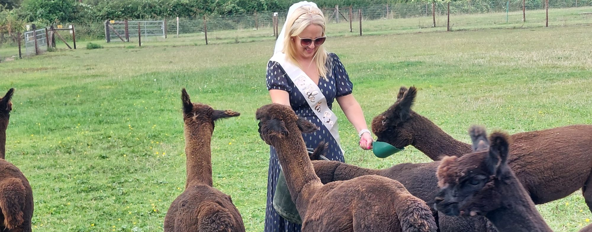 Wolfridge Alpaca Barn