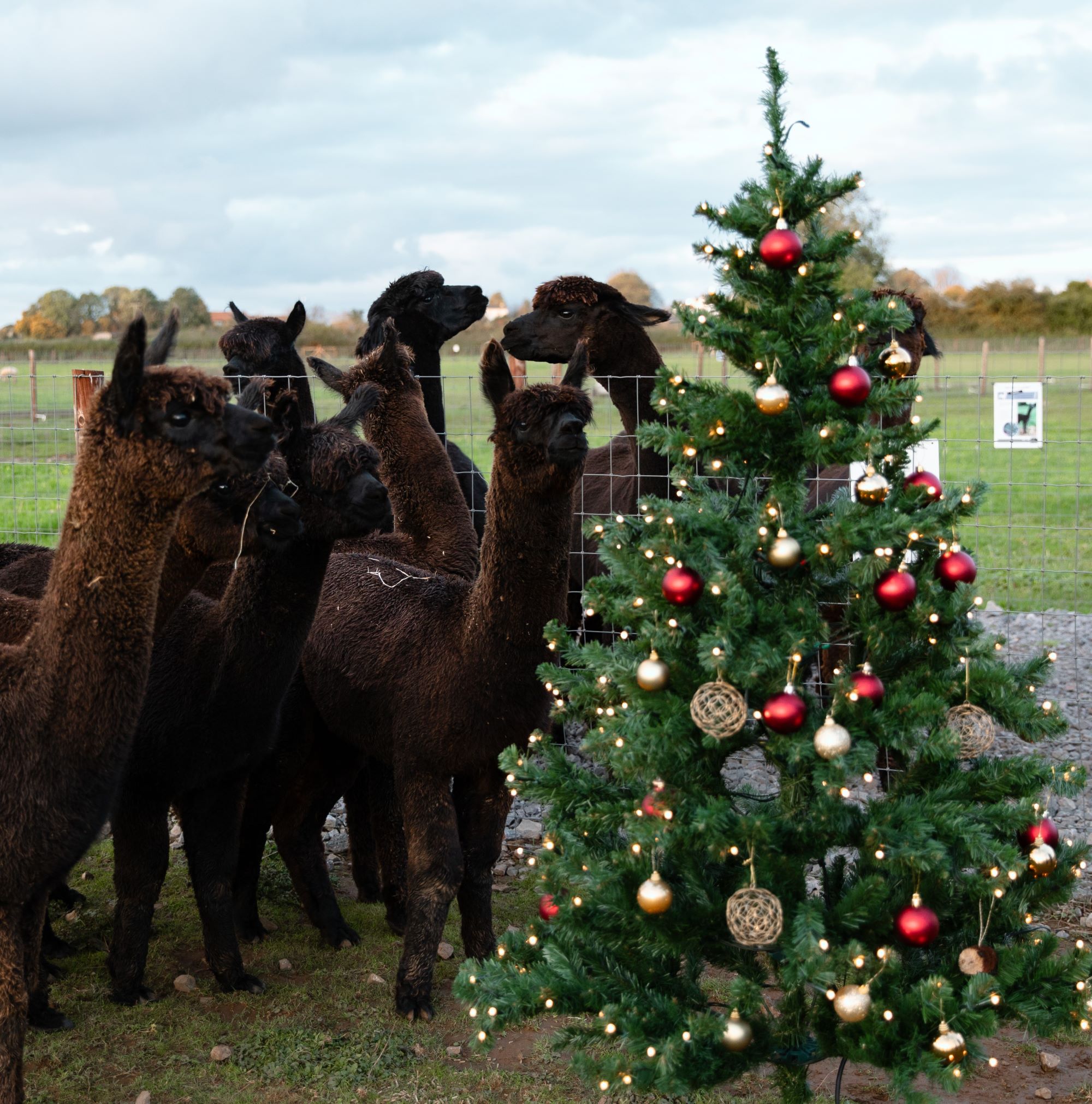 Wolfridge Alpaca Barn