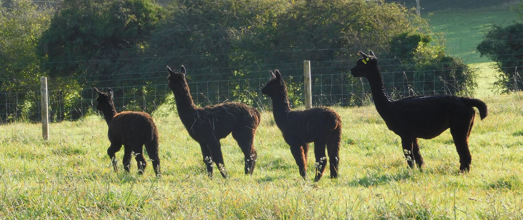 Wolfridge Alpaca