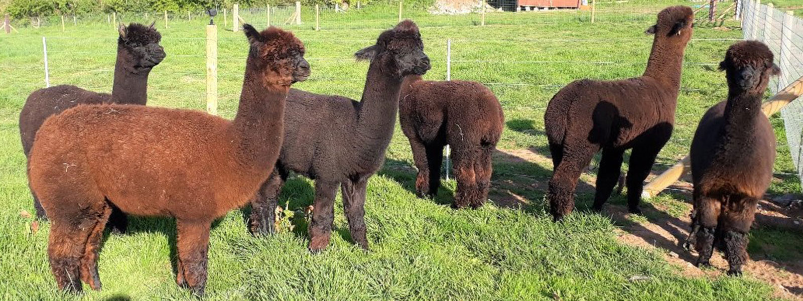 Wolfridge Alpaca