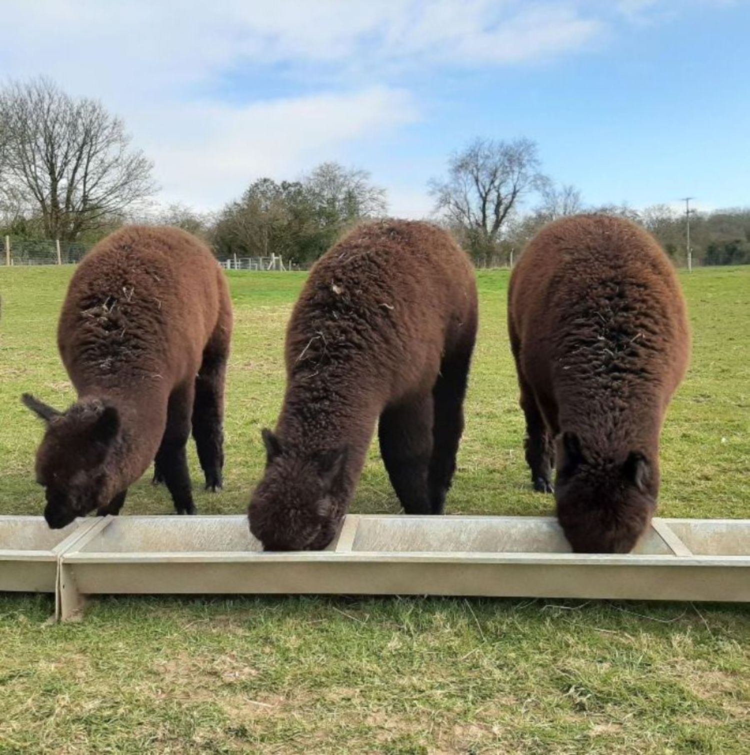 Wolfridge Alpaca