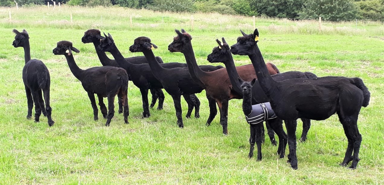 Wolfridge Alpaca